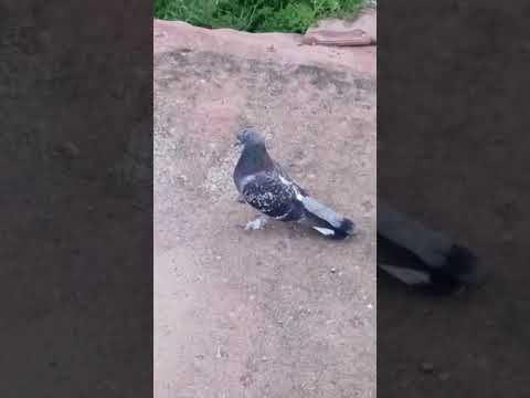 DAMIZLIK KAĞIT MAVİ OYUN KUŞU