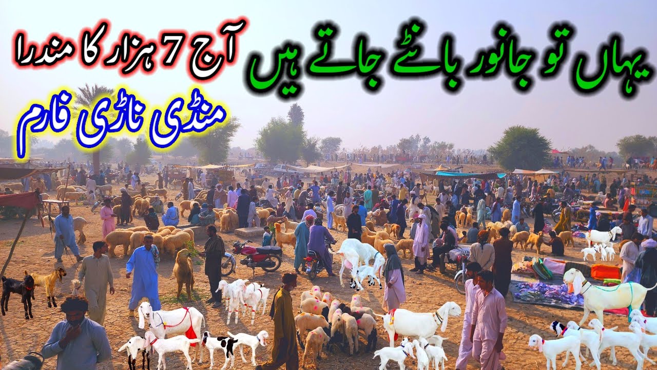 Complete Visit Bakra and Mundra Mandi Nari Farm Price only 7,7 ...