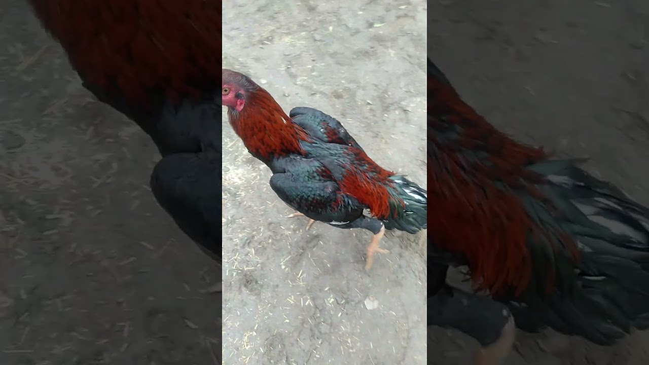 Aseel Murgha || Pure Pakistan Breed || Aseel Patha Age 7 month - YouTube