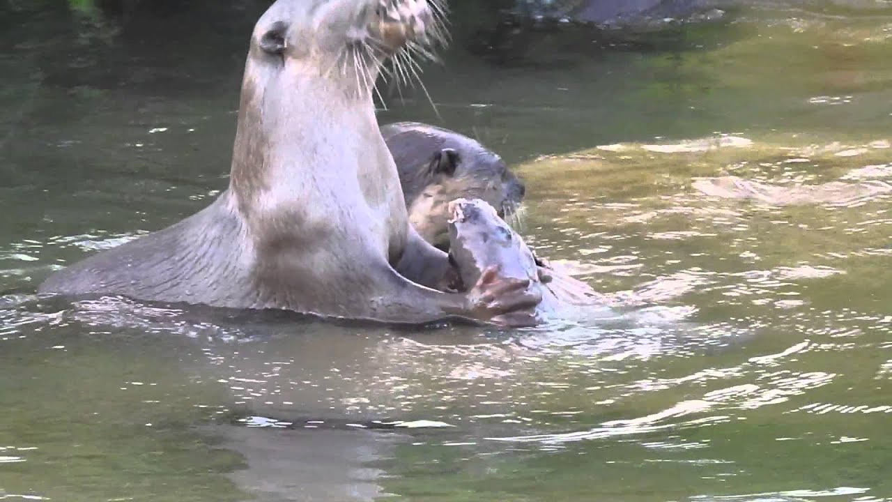 Daddy otter caught a big fish - YouTube