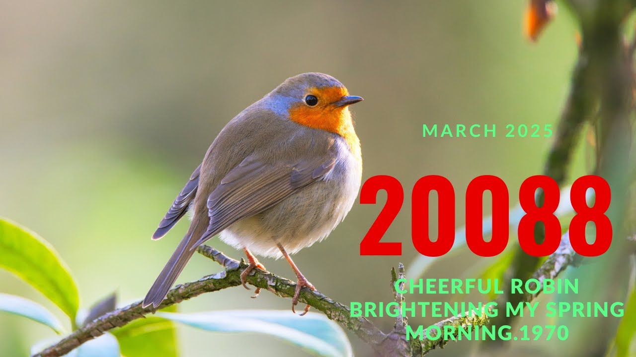 Cheerful Robin Brightening My spring Morning - YouTube