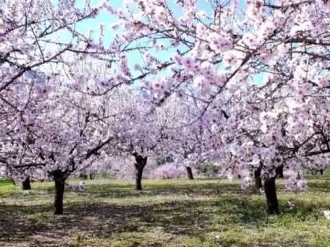 PAUL BEN-HAIM: Myrtle Blossom from Eden,Varda Kotler soprano, Jeff Cohen pianist.