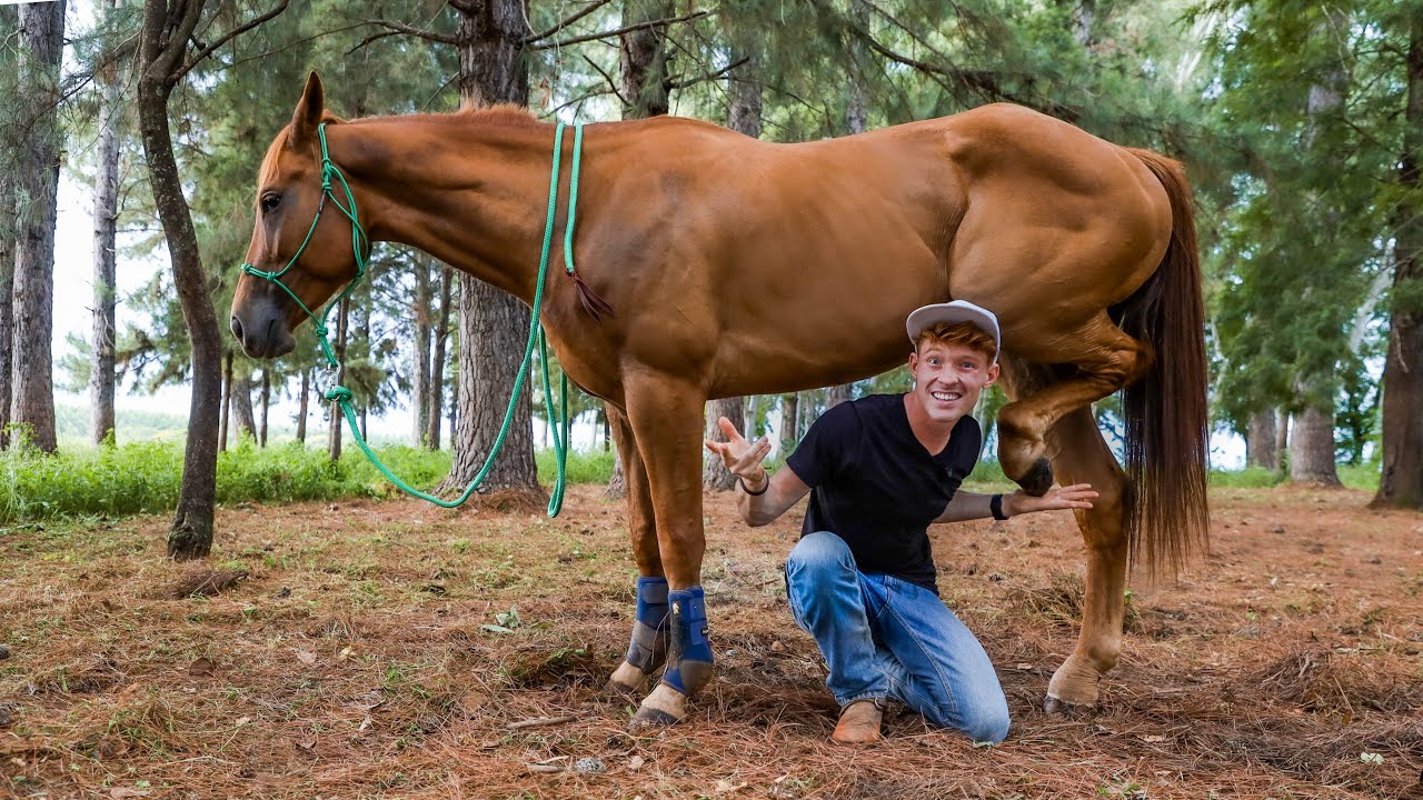 How to stay SAFE around your Horse! Tips + things to avoid - YouTube