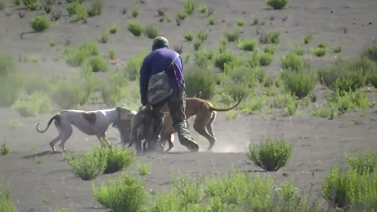 Rabbit hunting with dogs 7-12-2021 - YouTube