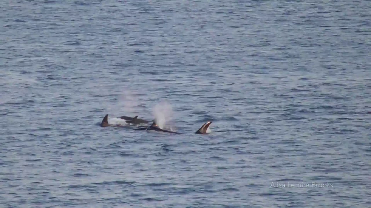 Bigg's/Transient orcas T65As - Carr Inlet, Puget Sound - June 5, 2018 ...