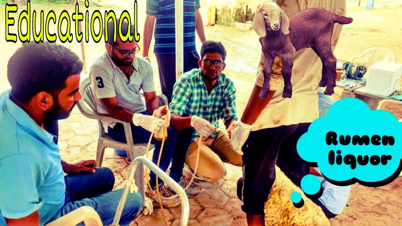 Collection of rumen fluid in goat - YouTube