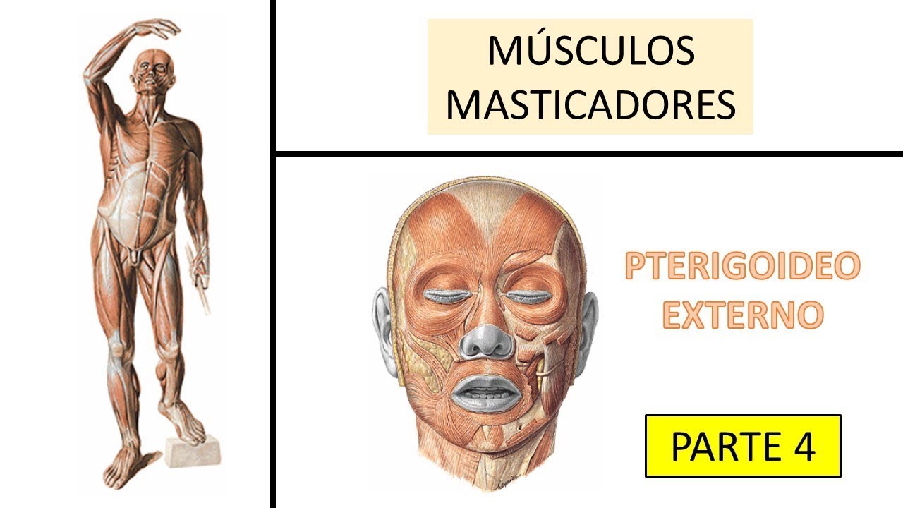 Músculo pterigoideo externo | BiologiaXXI - YouTube