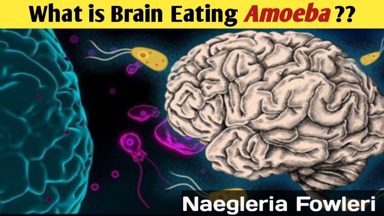 'Brain Eating Amoeba' killed | Naegleria Fowleri infection| Divyansh ...