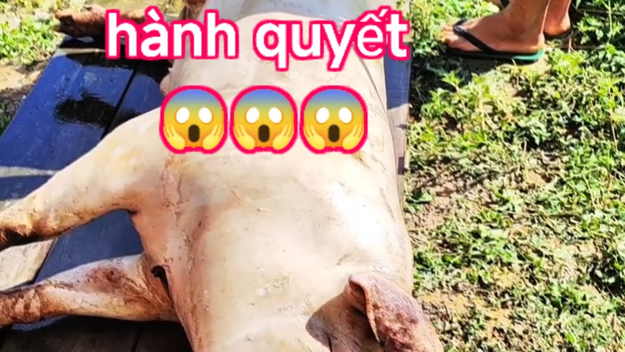 Hành quyết những con heo trong đám cưới khổng lồ 😱😱😱 - YouTube