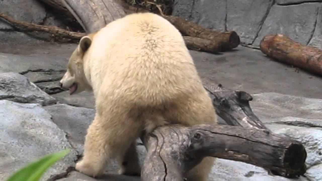 Humping Bear Wpg Youtube