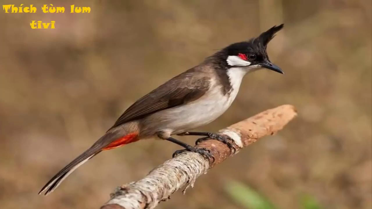 TIẾNG CHIM CHÀO MÀO MỒI HAY - YouTube