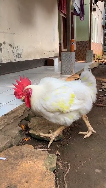 Lucu, Suara Kokok Ayam Broiler 😅😅🐔 #shorts - YouTube