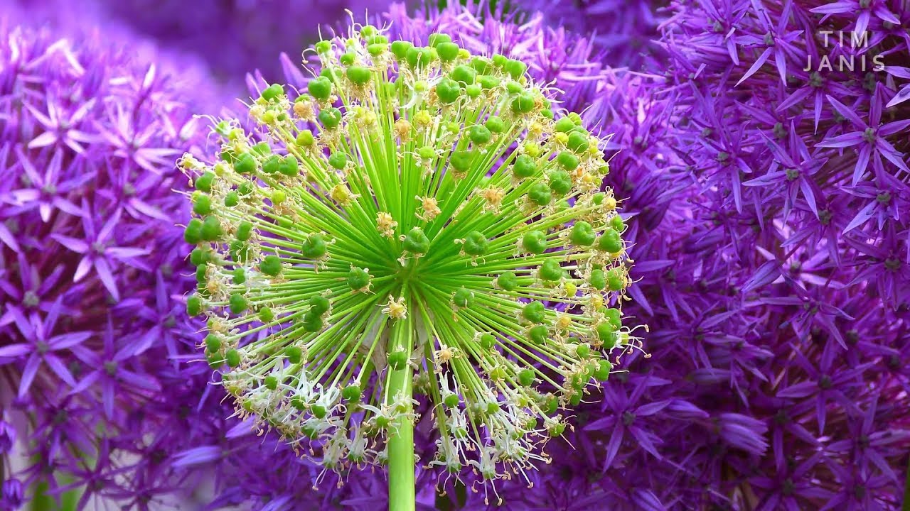 Peaceful Relaxing Instrumental Music, Meditation Nature Music "Spring ...