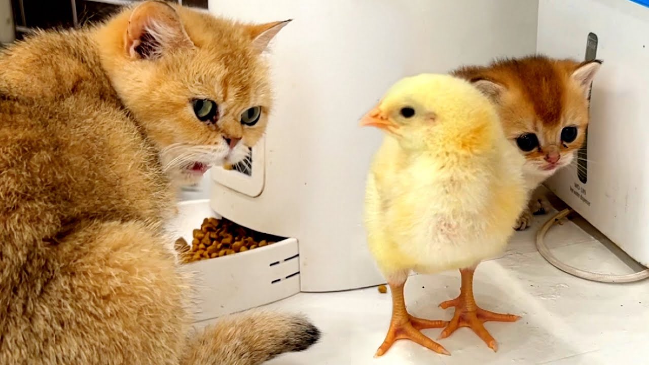 "Did you adopt him too?" - the kitten met a chicken near mother cat ...