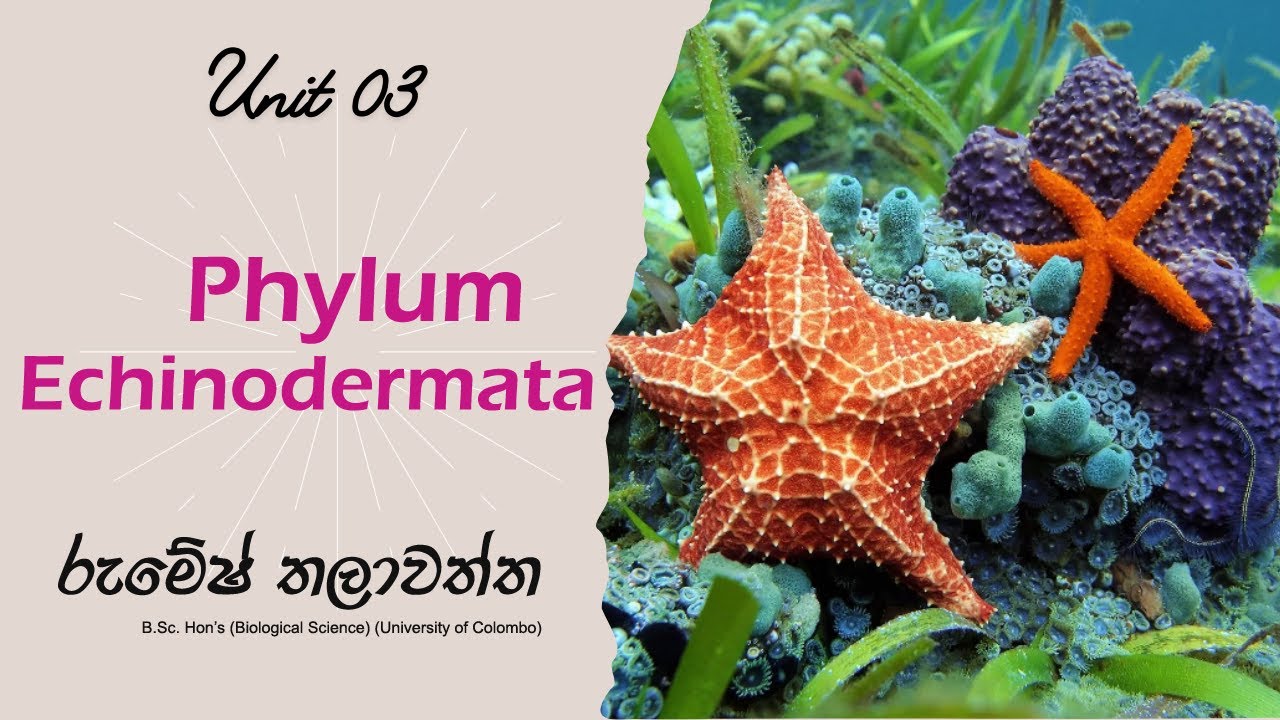 ADVANCED LEVEL | වංශය එකයිනොඩමේටා | Phylum Echinodermata - YouTube