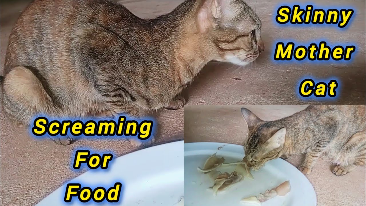 Skinny Mother Cat Screaming For Food #cat #cutecat #cuteanimal #cutepet ...
