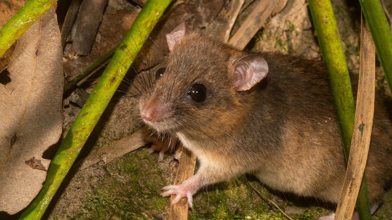 The Tale of the Vanishing Bramble Cay Melomys: A Tragic Extinction ...