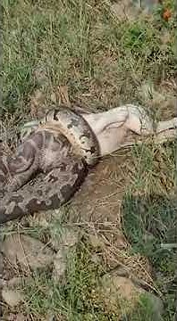 Snake eat dog - YouTube