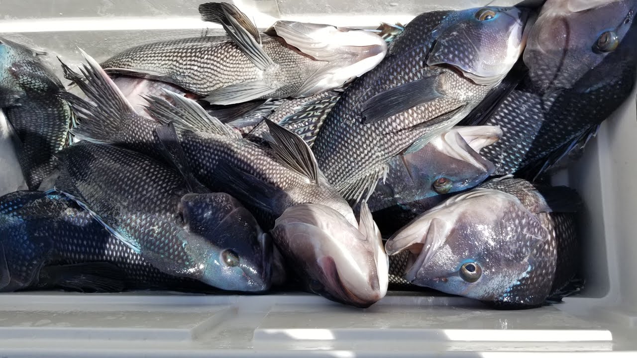 AWESOME SEABASS FISHING, Buzzards Bay, Cape Cod - YouTube