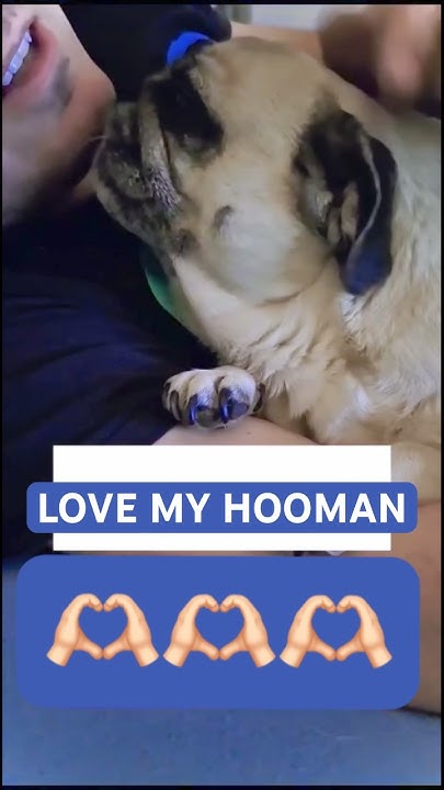 Love my hooman more then treats 🫶🏻 Pug kisses: the ultimate sign of ...