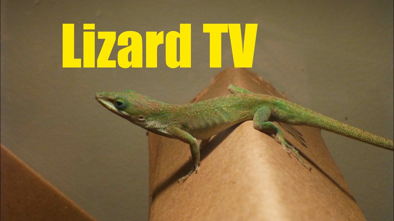 Lizard TV - YouTube