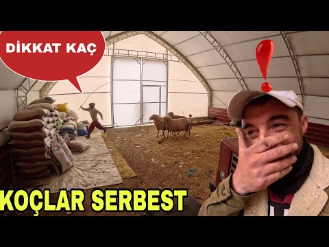 KOÇLAR SERBEST~KAÇIN SÜSEÇEKLER !! BABAM BENİ YENDİ~KOÇUN BOYNUZUNU KESTİK~DÜŞEN KUŞ YAVRUSU