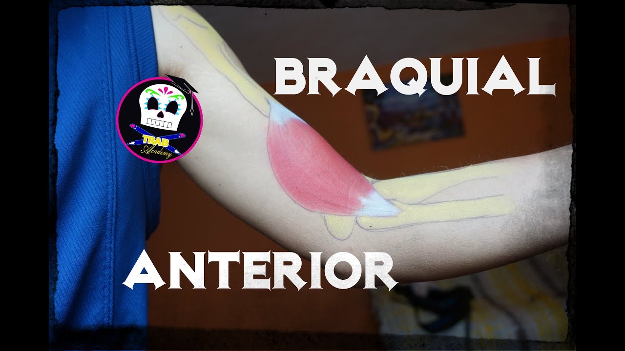 Braquial Anterior (Anatomía) - YouTube
