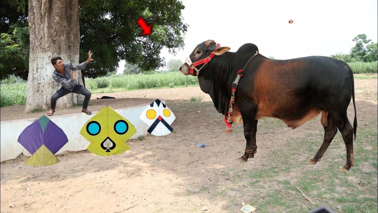 Nasir Eid Cow 🐄 & Kite Cut Flying - YouTube