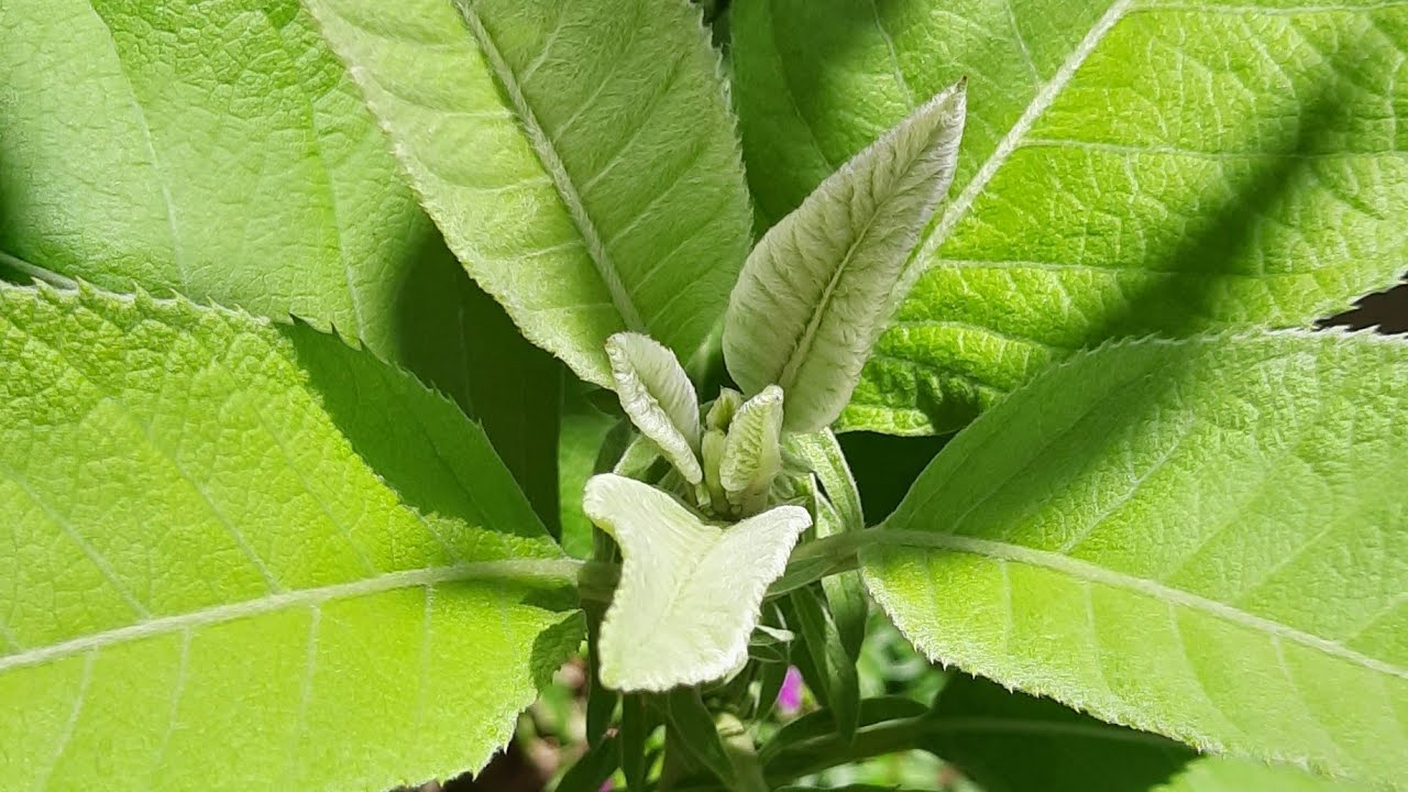 "TUOB" | TUOB IN THE PHILIPPINES | BODY STEAM | STEAM INHALATION DURING ...