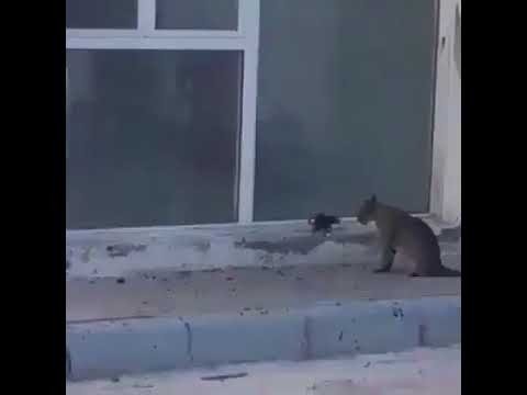 CESARET HAPI İÇEN FARE ( OĞLUM BAK GİT )