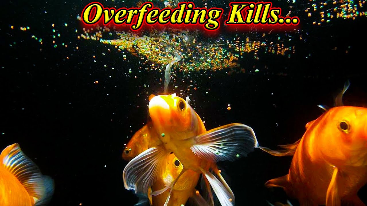 How Does Overfeeding Kills Fish?.. How To Stop It and Problems Of ...