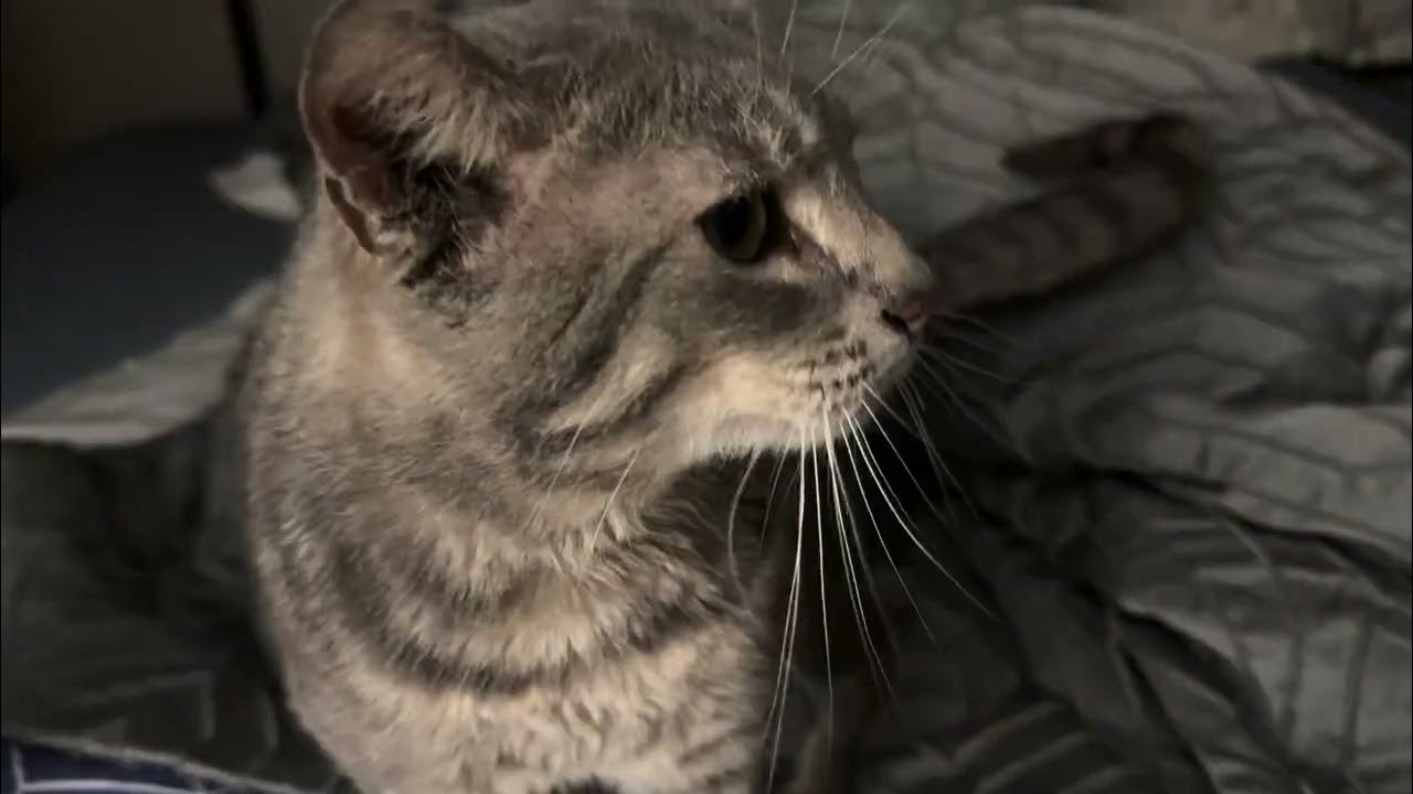 Meow mreow mrrp drtrearr - YouTube