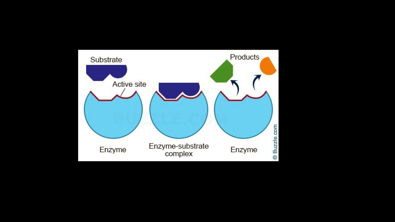 Enzyme Substrate Complex Labeled