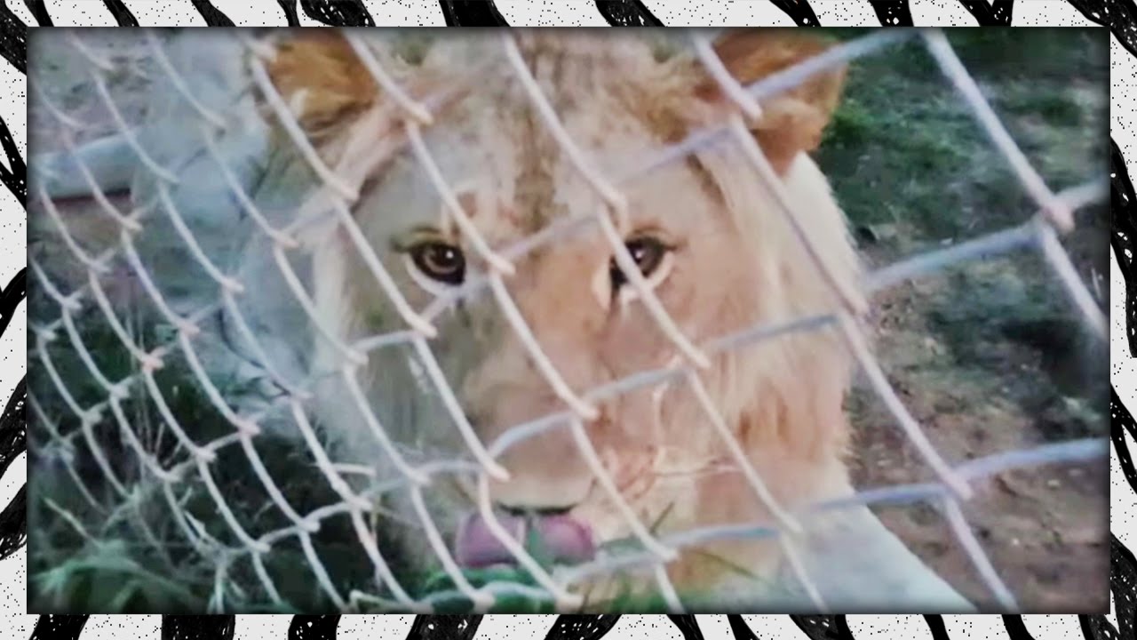 A snuffly big cat sunset saunter - YouTube