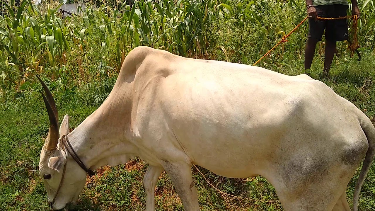 Hallikar cow grazing in the field at Madawara, Kortegere Taluk, Tumkur ...