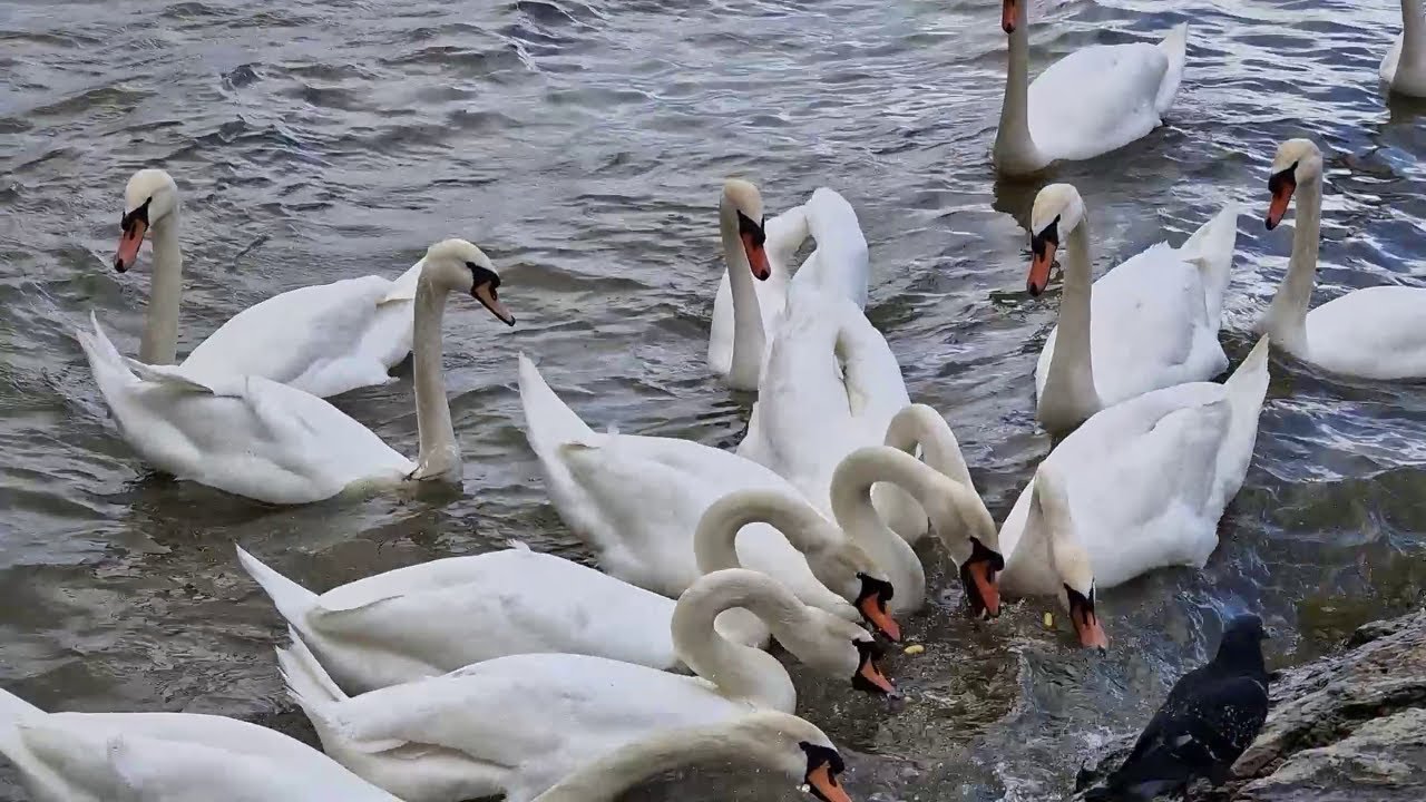 Two flocks - flocks of swans and pigeons - YouTube