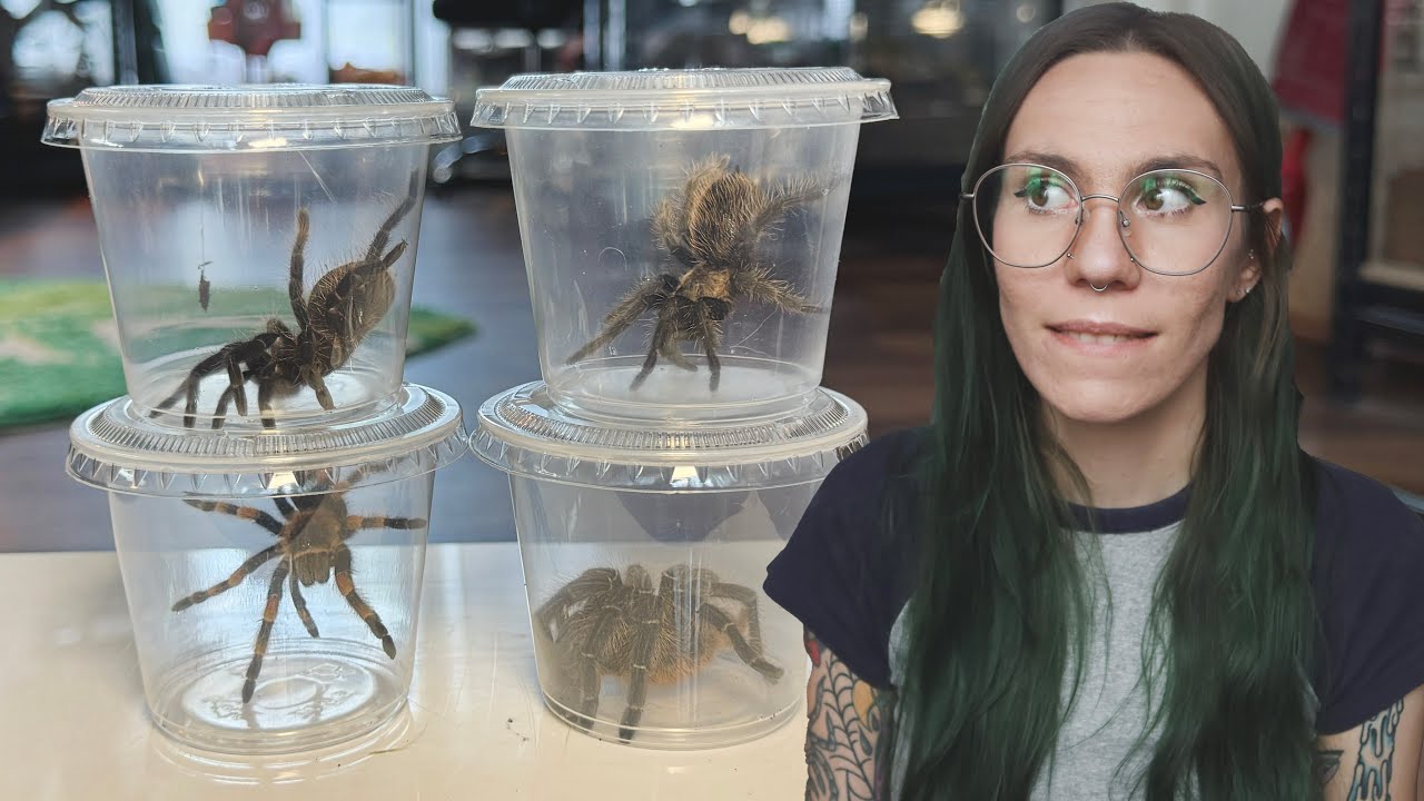 REMEMBER THESE 4 SPIDERS? well .. - YouTube