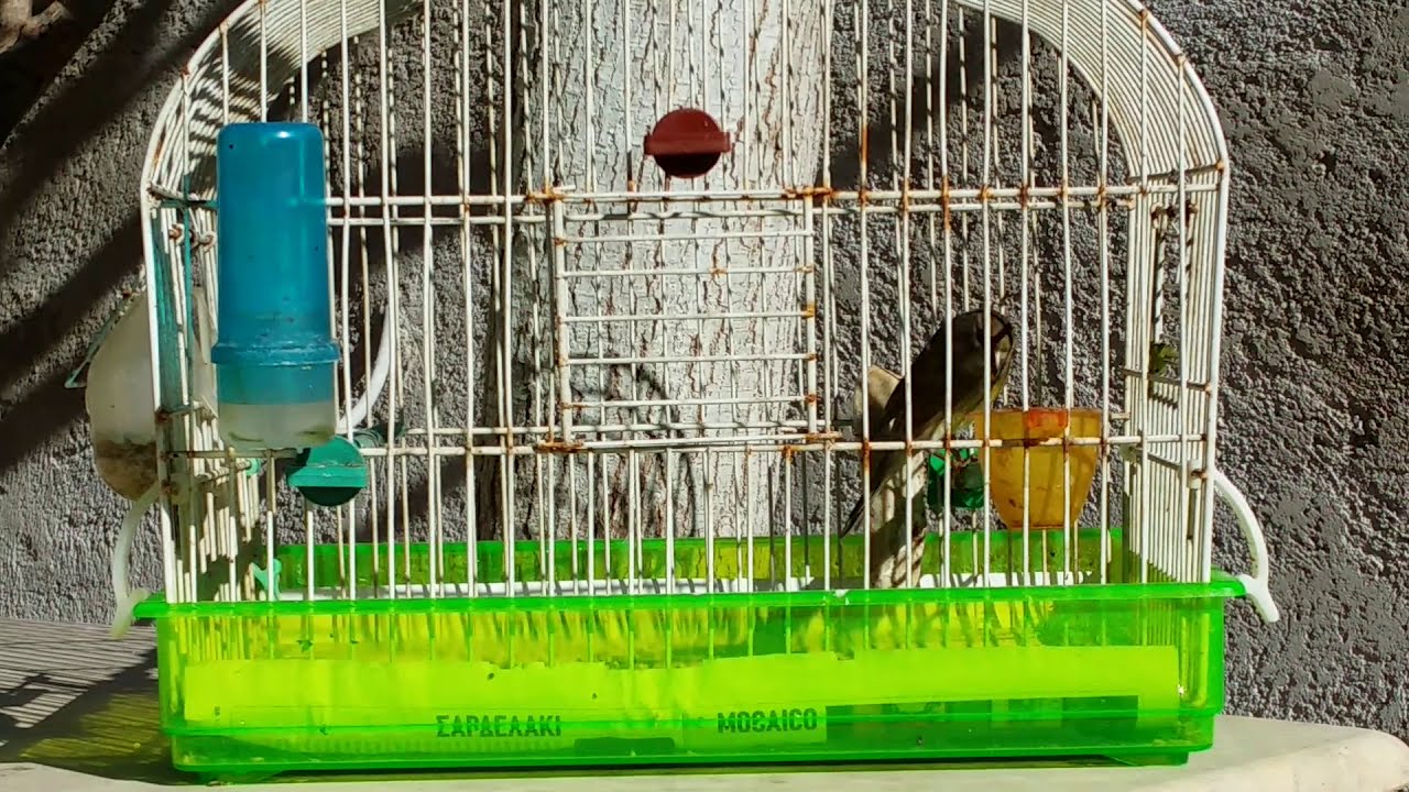 Φανετοκάναρο Δασκαλεμένο - Trained Linnet X Canary Mule - YouTube