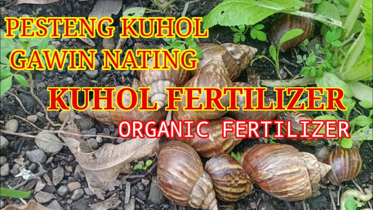 PAANO GAWING PATABA ANG PESTENG KUHOL /KUHOL AMINO ACID - YouTube