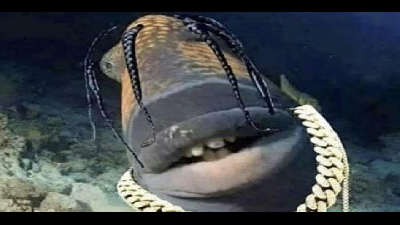 Travis Scott Fish Try To Kill Me - YouTube