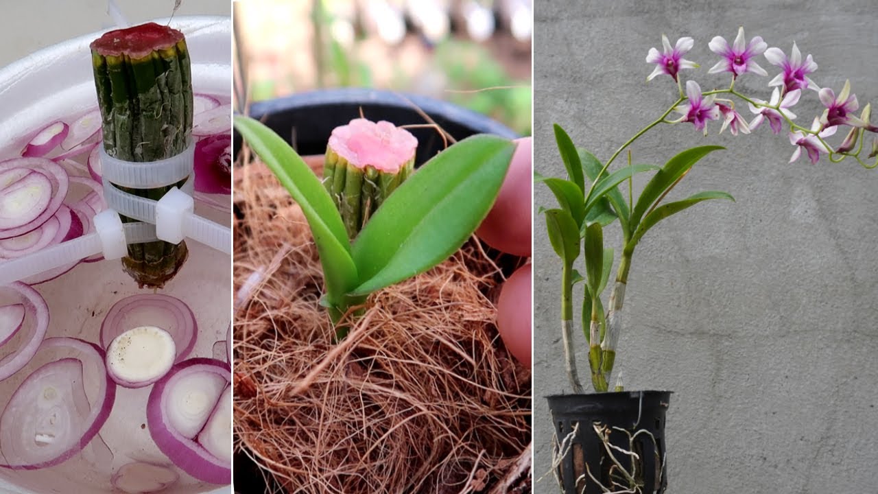 tips for propagating orchids with purple onions, fast rooting - YouTube