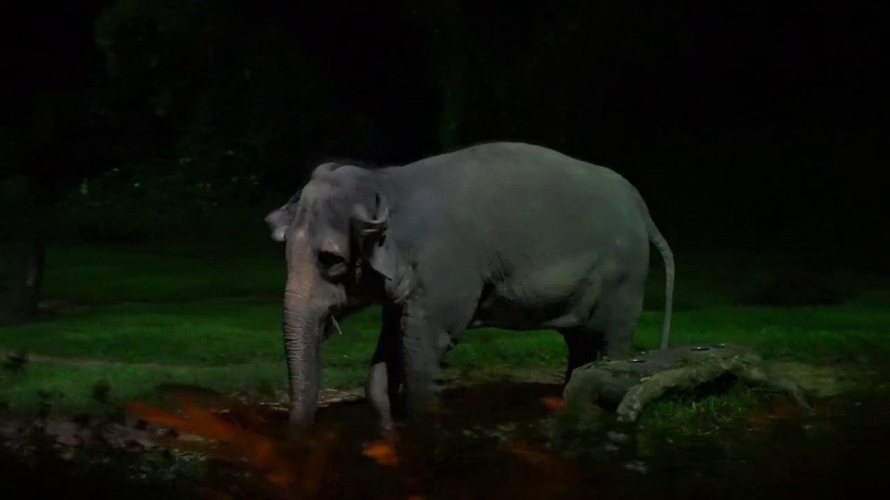 Rain Forest e Night Safari - Singapore - YouTube