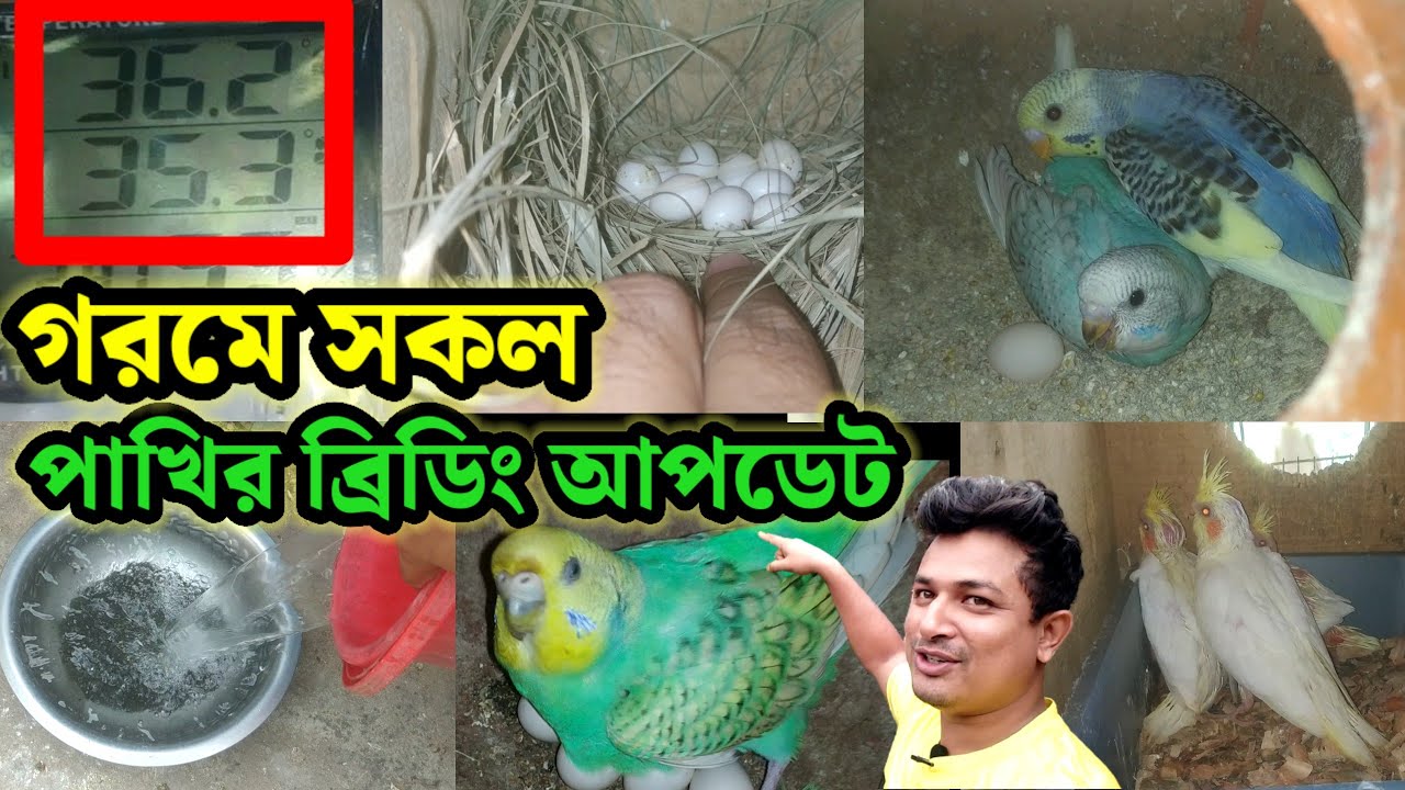 গরমে পাখির খামার সকল পাখির ব্রিডিং আপডেট || pakhir khamar bangladesh ...