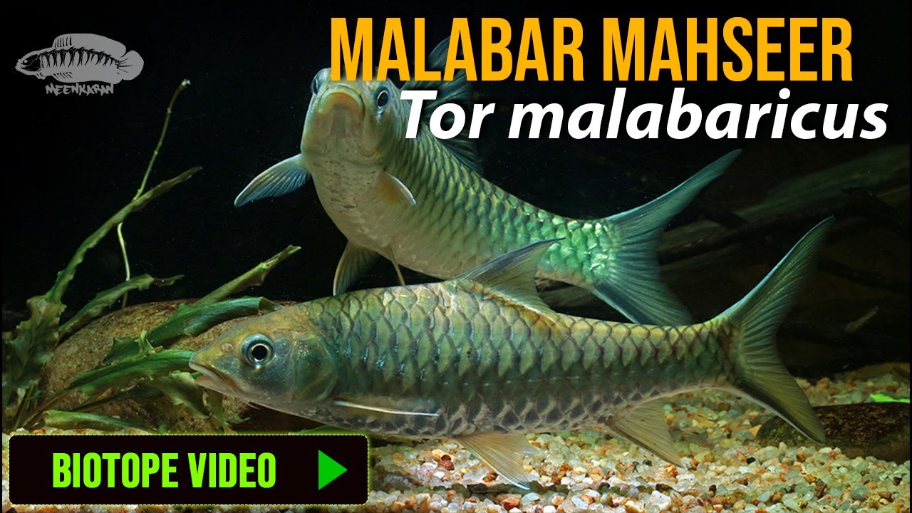 Tor cf. malabaricus ¦ Malabar Mahseer ¦ Indian Monster Fish - YouTube