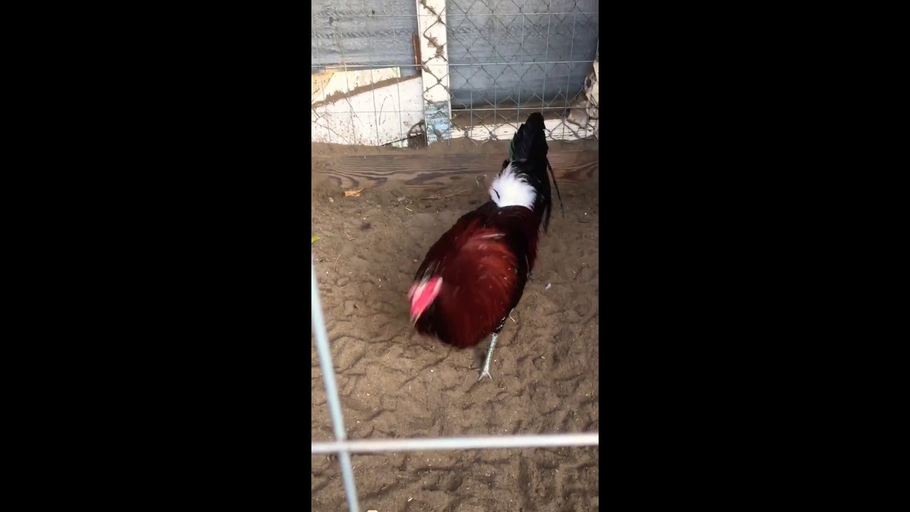 Spangle hatch GreenLeaf 🍃Gamefowl - YouTube