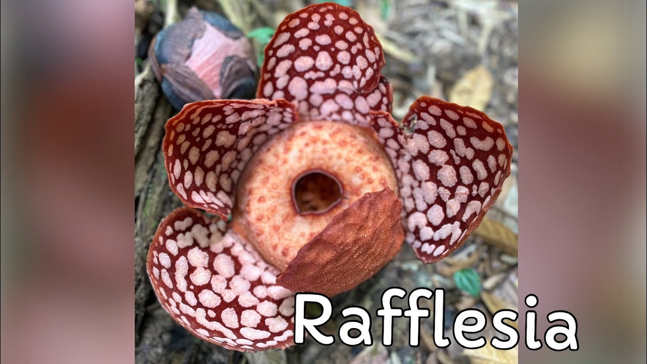 Hiking the Leeches Trail in Ulu Geroh Gopeng Malaysia in Search of the ...