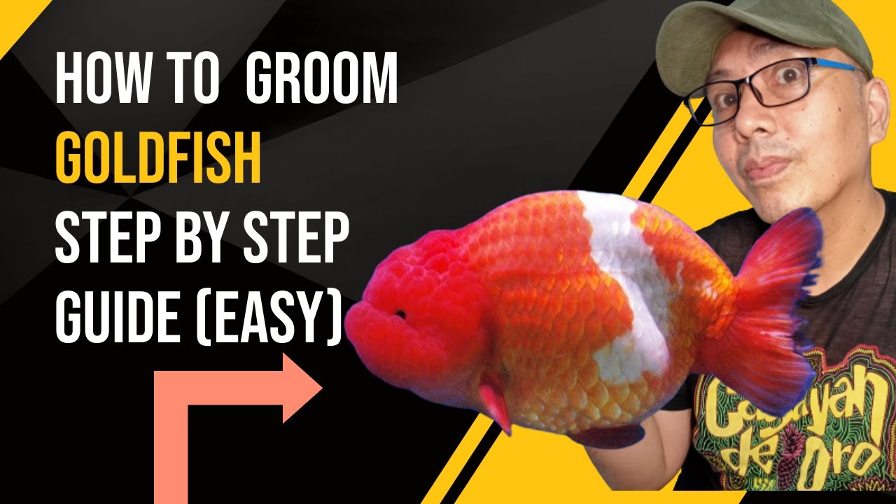 How To Groom Goldfish Step by Step Guide - YouTube