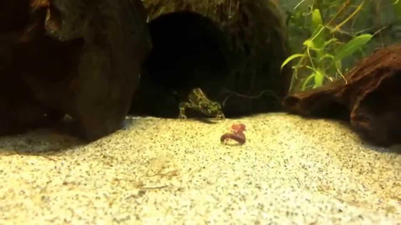 MARBLED NEWT ATTACK! HD - YouTube