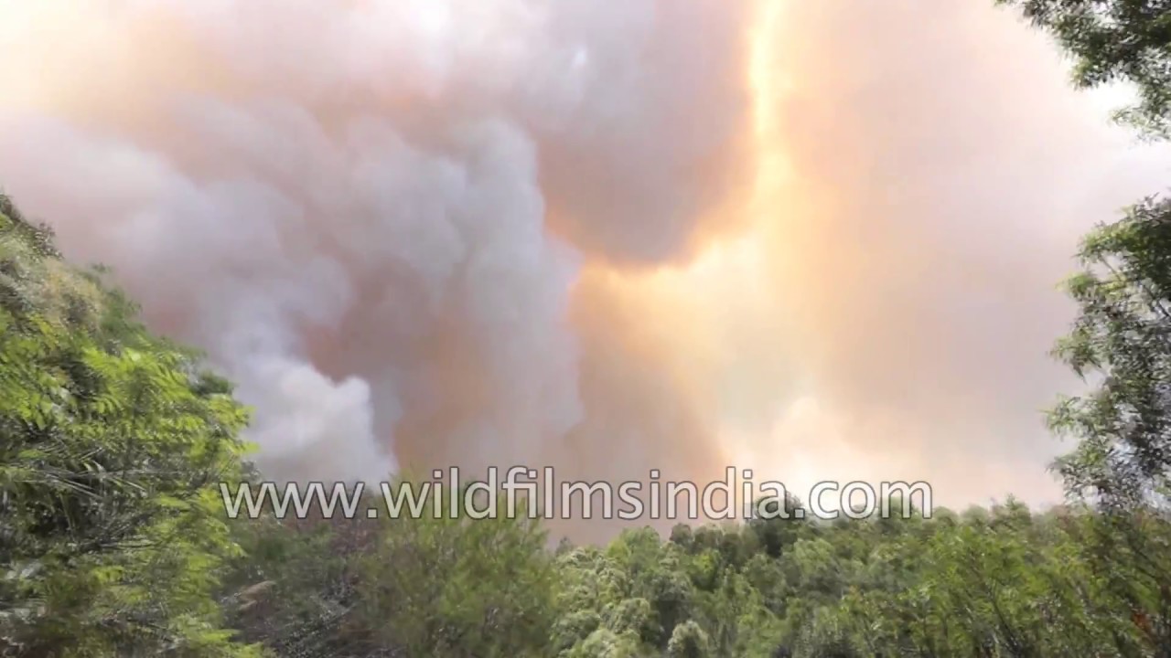 Jhum or clash-and-burn Cultivation in north-east India damages forests ...