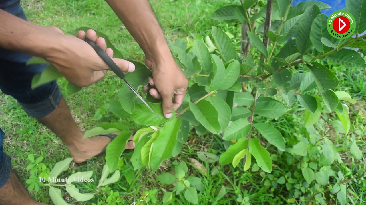 Guava Tree Cutting – Guava Cutting Propagation – Growing Guava Trees ...